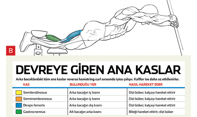 Arka Bacak Egzersizleri: Reverse Hamstring Curl - Fit Hub